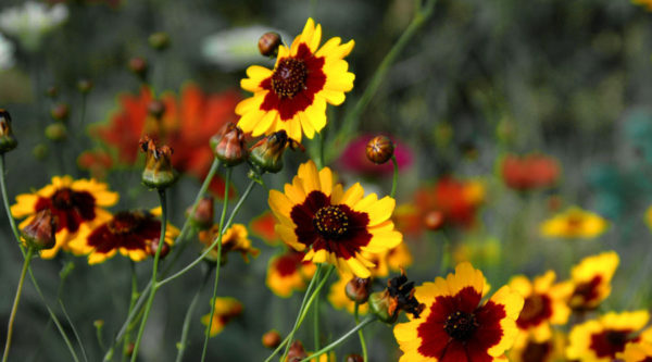 Corepsis-Calliopsis – Harvesting History