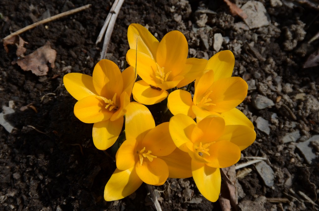Crocus, Flavus Yellow Mammoth – Harvesting History