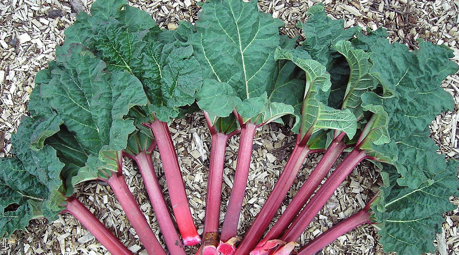 Rhubarb – Harvesting History