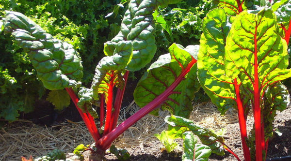 Swiss-Chard – Harvesting History