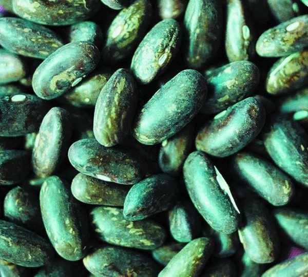 Bush-Bean-Tenderette – Harvesting History