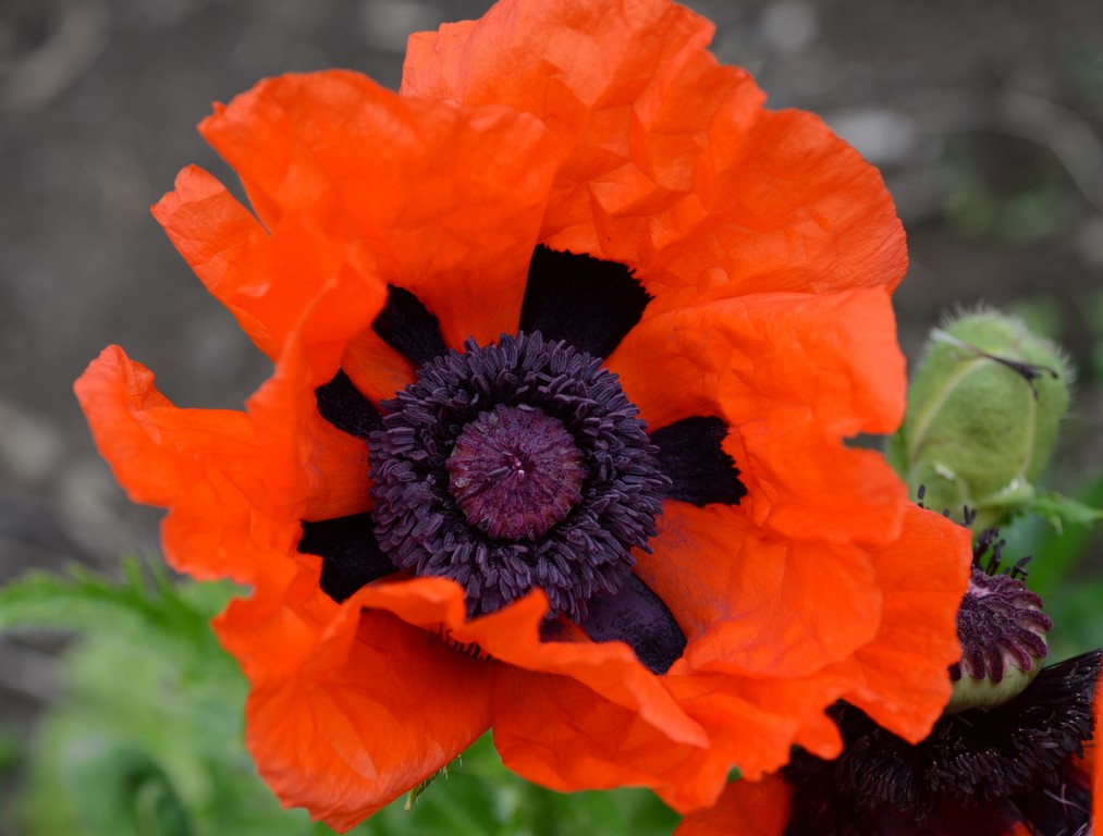 Flowers for Fall Planting – Poppy, Oriental Scarlet – Harvesting History