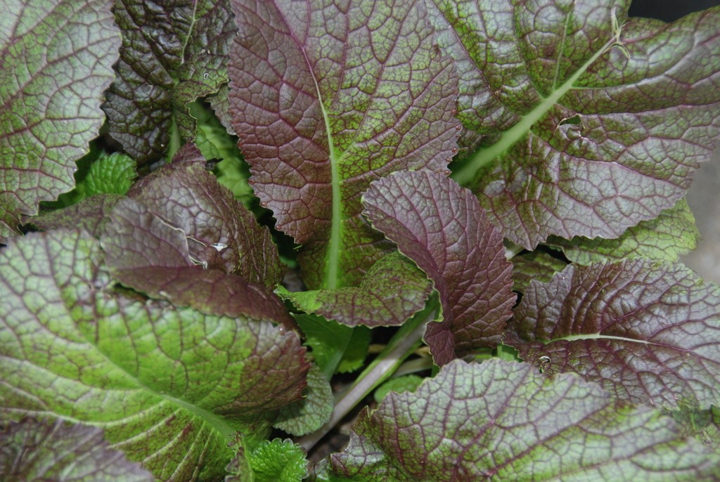 Giant Red Mustard – Harvesting History