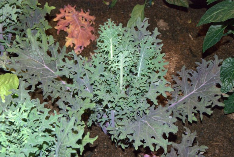 Kale, Red Russian – Harvesting History