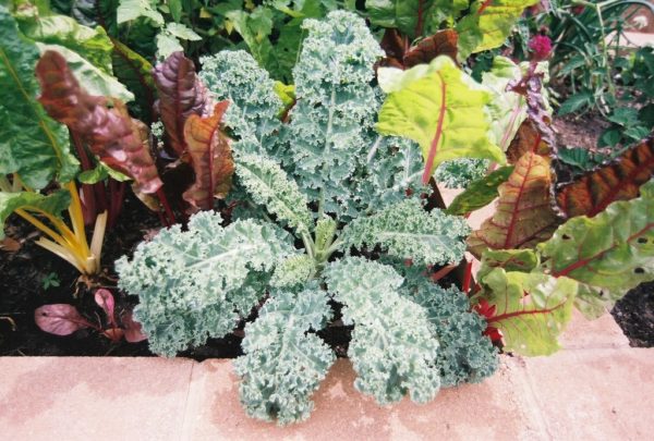 Kale, Vates Dwarf Blue Curled Scotch – Harvesting History