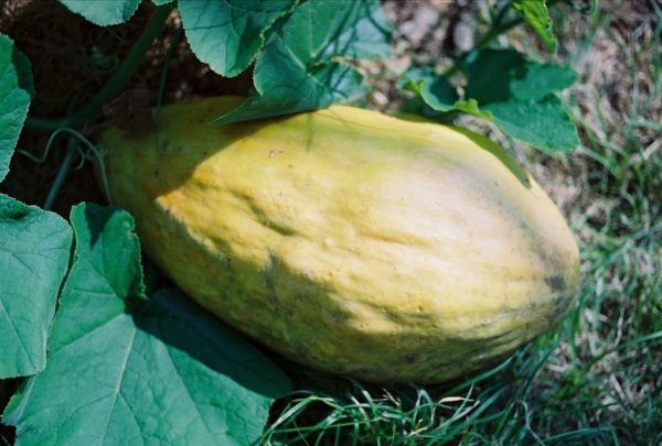 Melon Casaba – Harvesting History