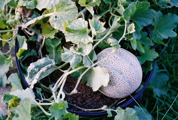 Melon Delicious 51 – Harvesting History