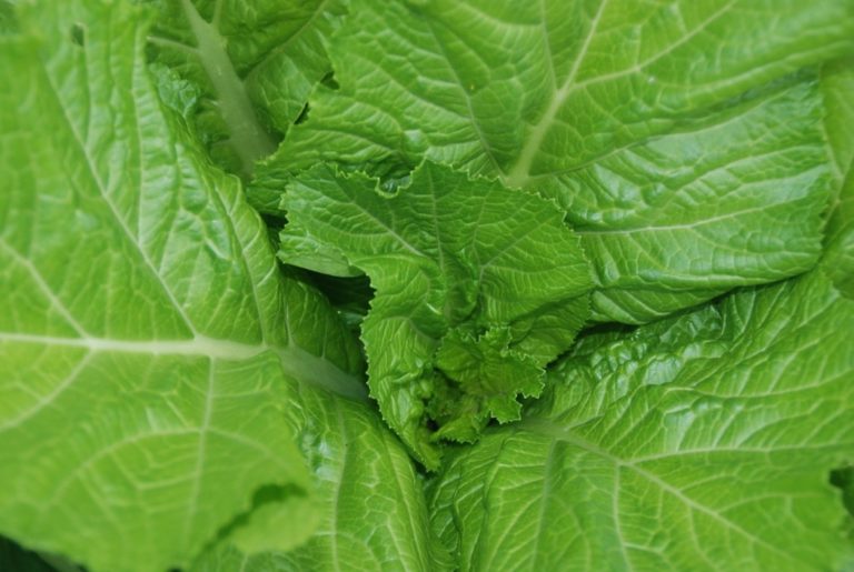 Mustard, Florida Broadleaf – Harvesting History