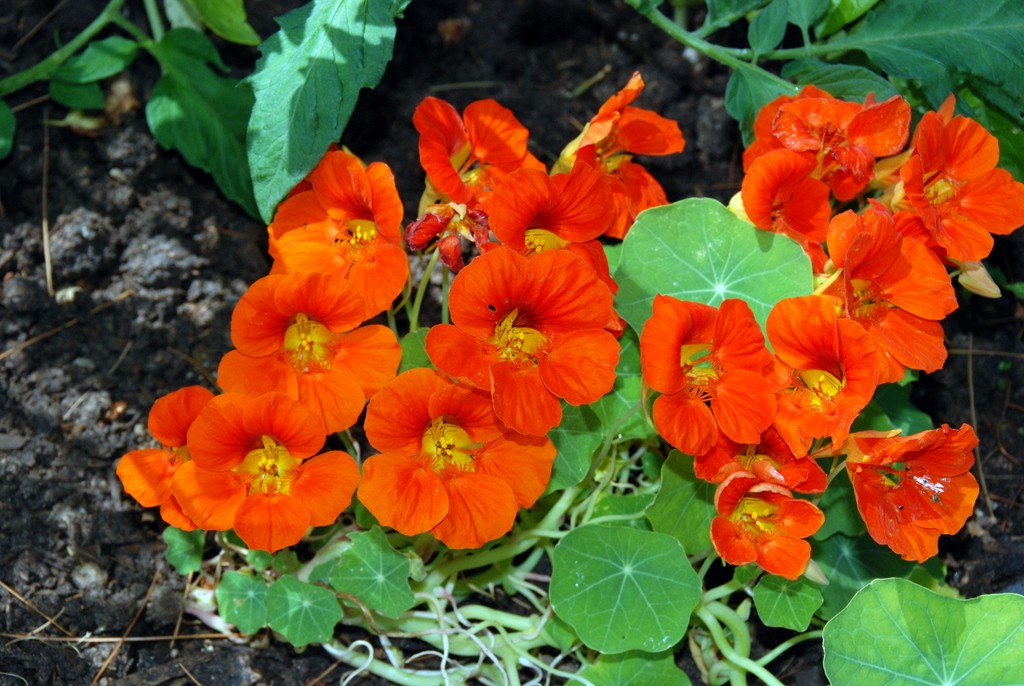 Nasturtium Dwarf Jewel – Harvesting History
