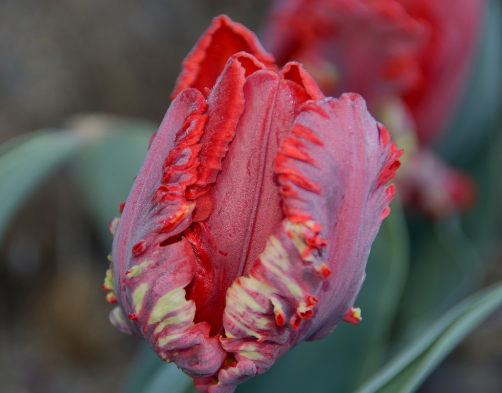 Tulip Rococo – Harvesting History