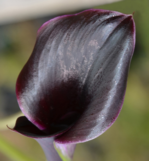 Calla Lily, Captain Escape – 1 Bulb – Harvesting History