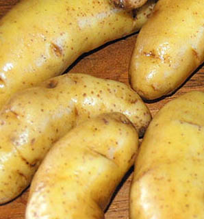 Fingerling Potato – Austrian Crescent – 1 Lb – Harvesting History