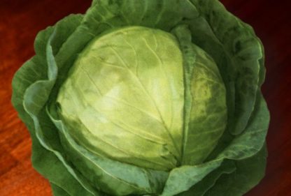 Cabbage, Late Flat Dutch – Harvesting History