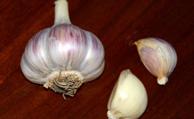 Marbled Purple Striped Garlic, Metechi – 4 oz – Harvesting History