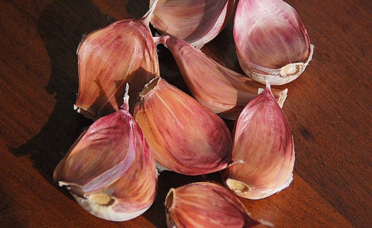 Silverskin Garlic, Nootka Rose – 4 oz – Harvesting History