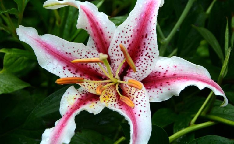 Oriental Lily, Dizzy – Harvesting History