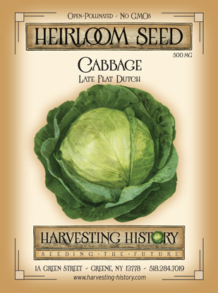 Cabbage, Late Flat Dutch – Harvesting History