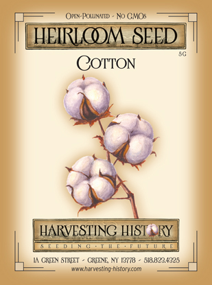 Cotton – Harvesting History