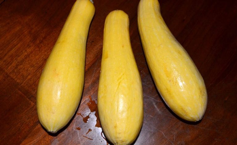 Summer Squash, Early Prolific Yellow Straightneck – Harvesting History