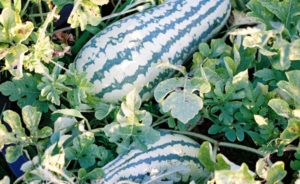 Watermelon, Georgia Rattlesnake – Harvesting History