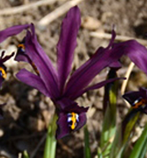 Rock Garden Iris, Reticulata Harmony – Harvesting History