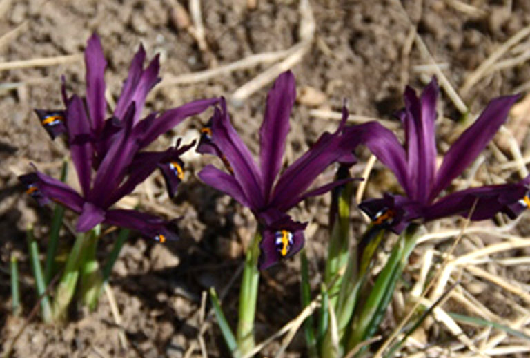 Rock Garden Iris, Reticulata Harmony – Harvesting History