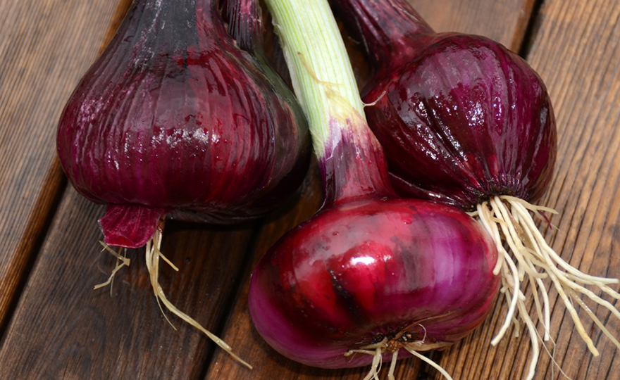 Red_Onion_Sets – Harvesting History