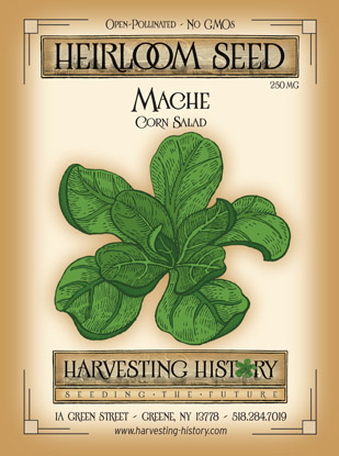Herb, Corn Salad Dutch (Mache) – Harvesting History