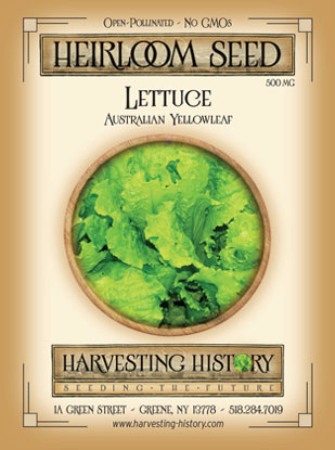 Lettuce, Australian Yellowleaf – Harvesting History