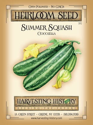 Summer Squash, Cocozella – Harvesting History