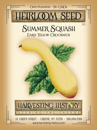 Summer Squash, Early Yellow Crookneck – Harvesting History
