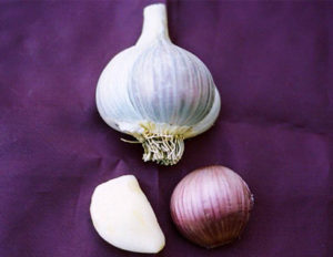 Creole Garlic, Ajo Rojo – Harvesting History