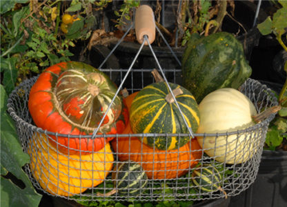 Photo-1_Squash-in-Basket – Harvesting History
