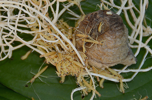 Photo-4_Hatching-Mantis-Case – Harvesting History