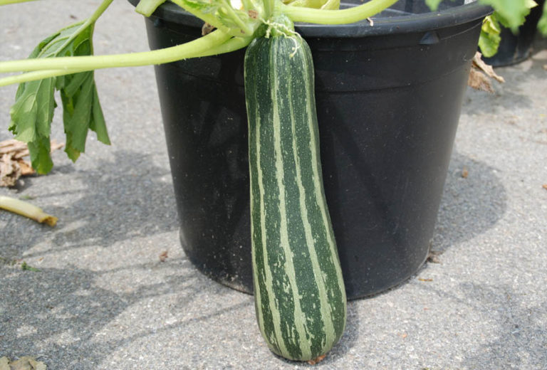 Summer Squash, Cocozella – Harvesting History