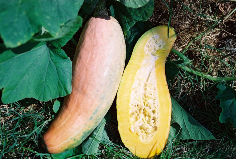 Winter Squash, Pink Banana – Harvesting History