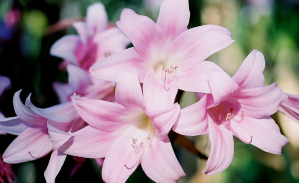 Lily, Bella Donna – Harvesting History