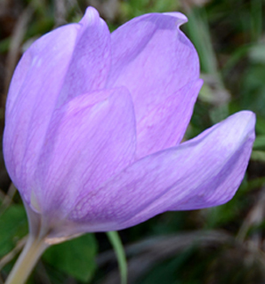 Crocus, Purple Autumn – Harvesting History