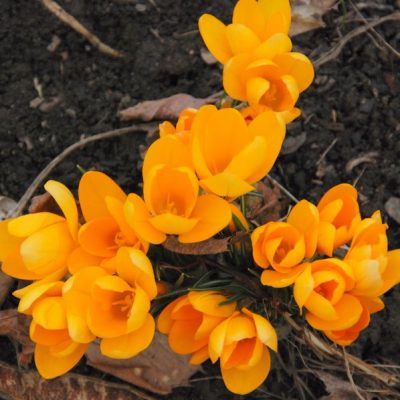 Crocus, Flavus Yellow Mammoth – Harvesting History