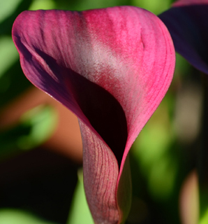 Calla Lily, Outback – 1 Bulb – Harvesting History