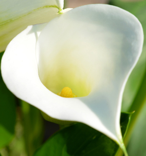 Calla Lily, Snowboard – 1 Bulb – Harvesting History