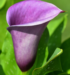 Calla Lily, Outback – 1 Bulb – Harvesting History