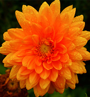Decorative Dahlia, Prince of Orange – Harvesting History
