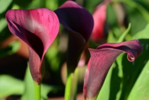 Calla Lily, Outback – 1 Bulb – Harvesting History