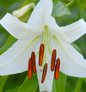 Asiatic Lily, Bright Diamond – Harvesting History