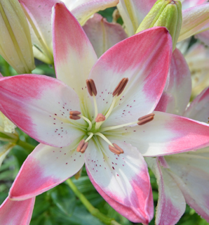 Asiatic Lily, Sugar Love – Harvesting History