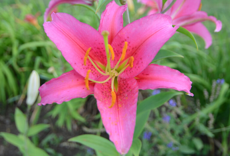 Oriental Lily, Mount Cook – Harvesting History