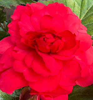 Begonia, Superba Red – Harvesting History