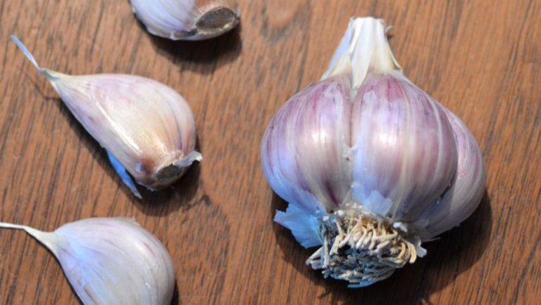 Porcelain Garlic, Georgian Fire – 4 oz – Harvesting History