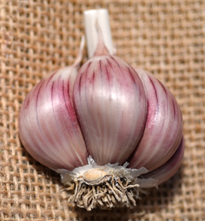 Creole Garlic, Rose Du Lautrec – 4 oz – Harvesting History